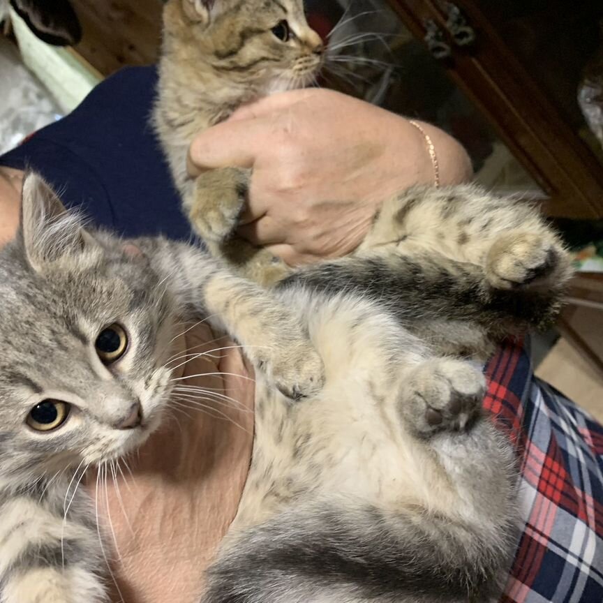 Котята в добрые руки