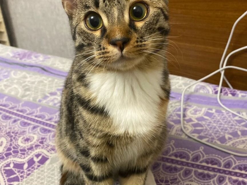 Бенгальская кошка вязка