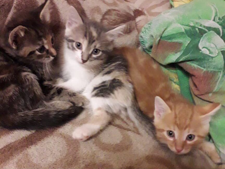 Кошка