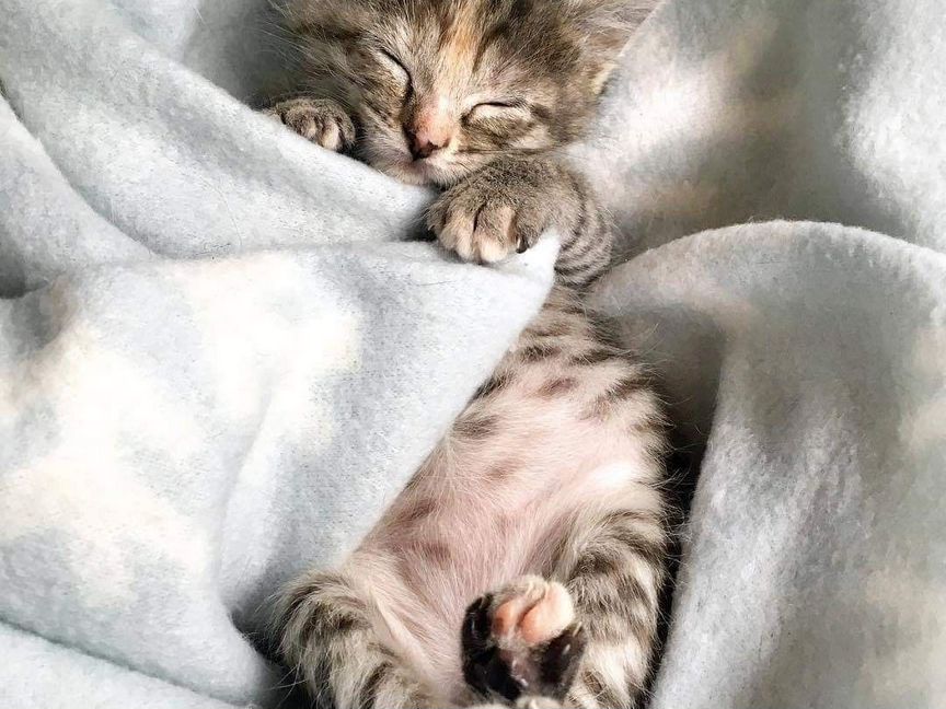 Очаровательная лапочка котенок