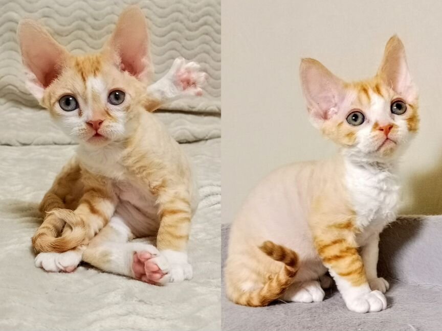 Котята девон-рекс