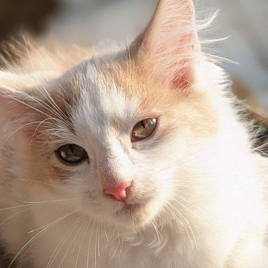 Малышка Алиска