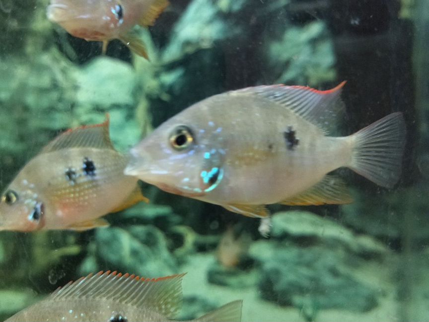 Эллиоты рыбки