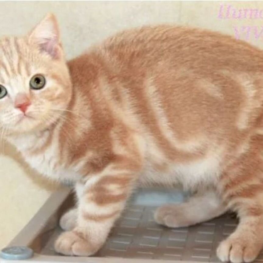 Сливочный мальчик и красный мрамор девочка