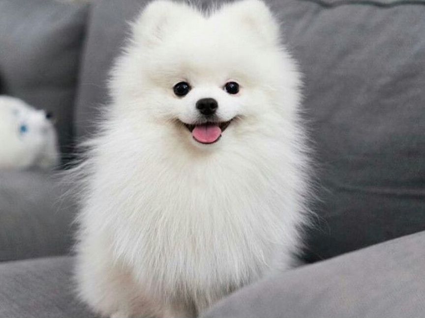 Щенки шпица. Ласковые и милые