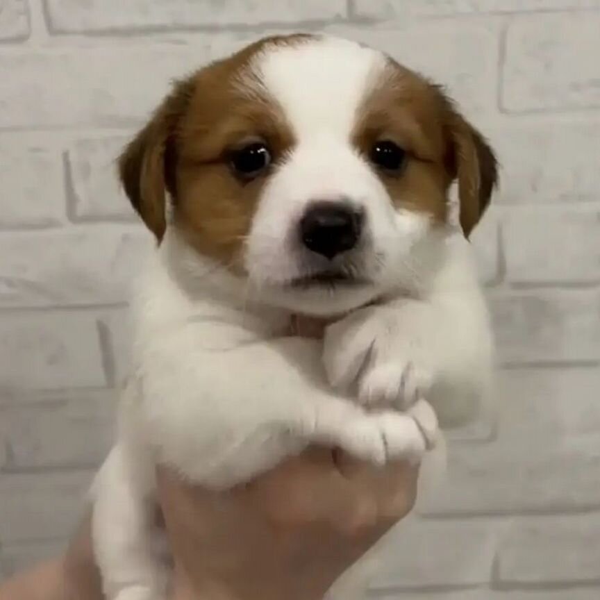 Джек-рассел-терьер, щенок