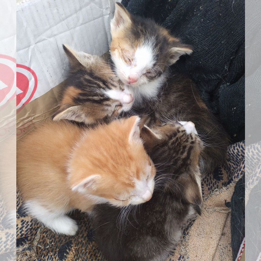 Сибирский котёнок