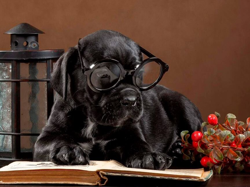 Кане Корсо щенок мальчик