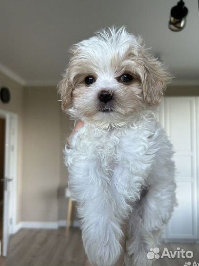 Мальтипу Мальчик Мини Корея