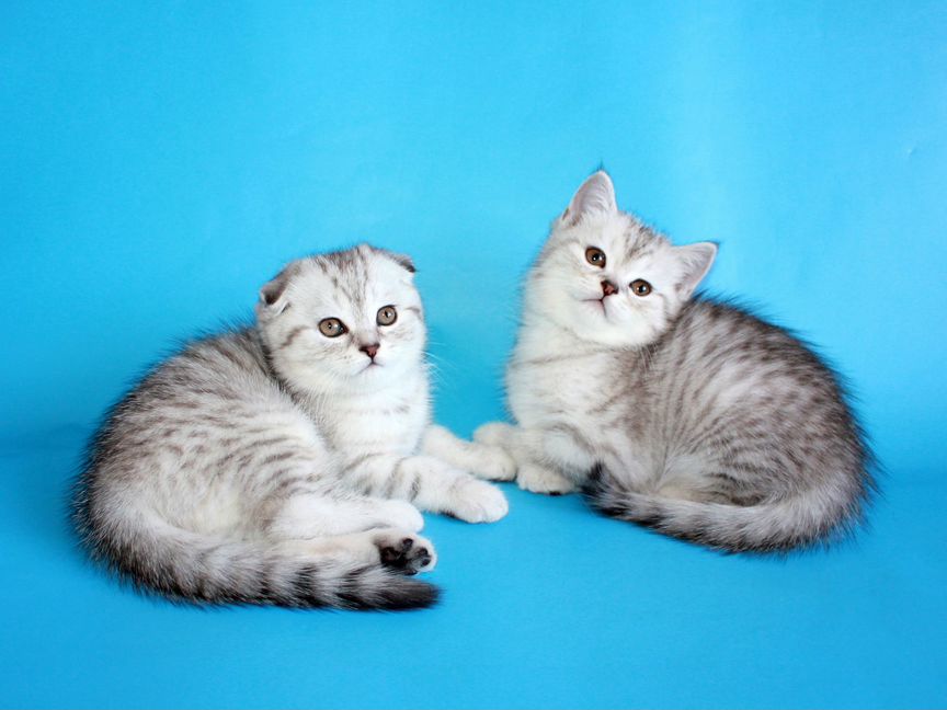 Шотландские котята (вислоухие и страйт)