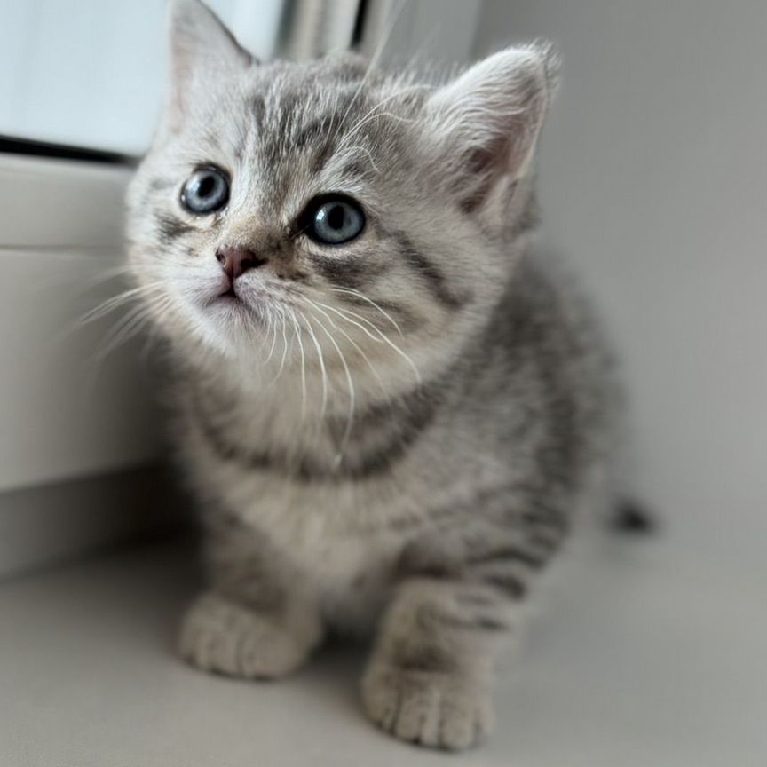 Шотландские котята