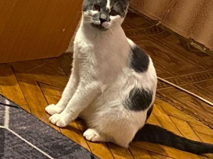 Кот