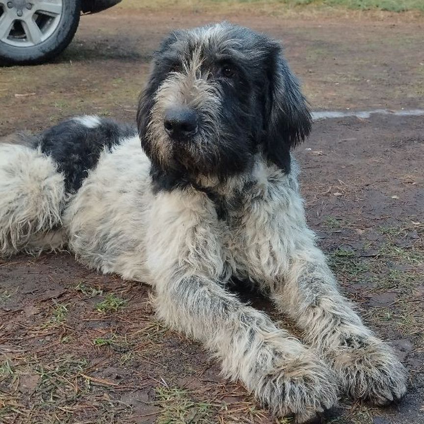 Дратхаар, взрослая собака