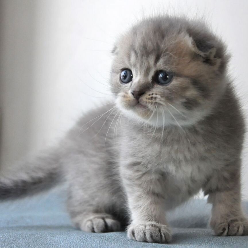 Шотландская вислоухая девочка