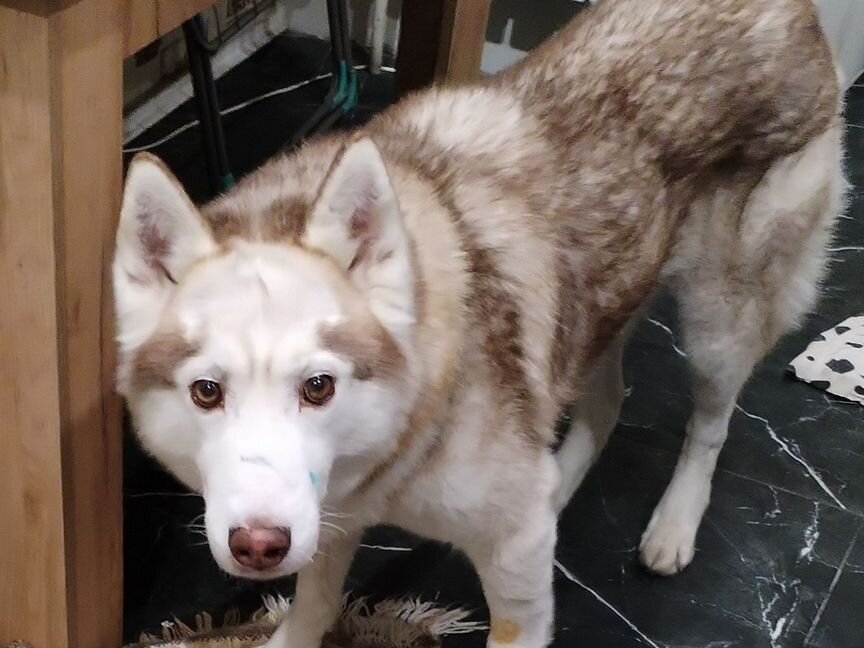 Сибирский хаски