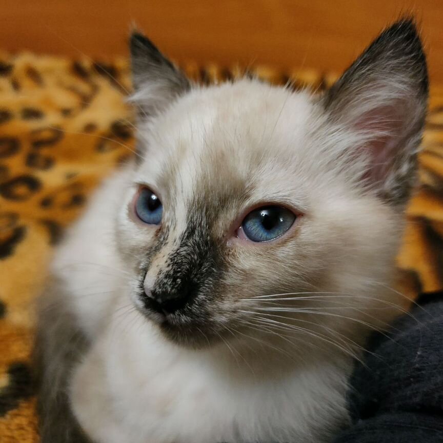 Кошечка