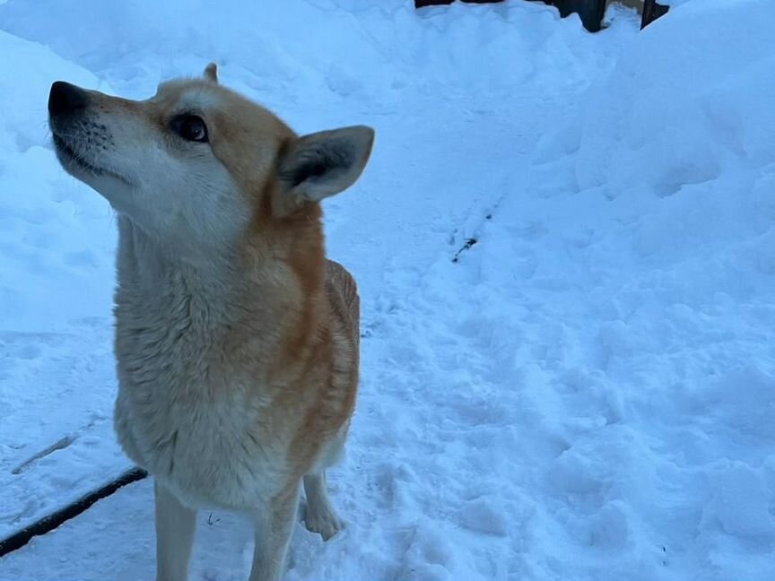 Щенки чистокровные западно сибирской лайки