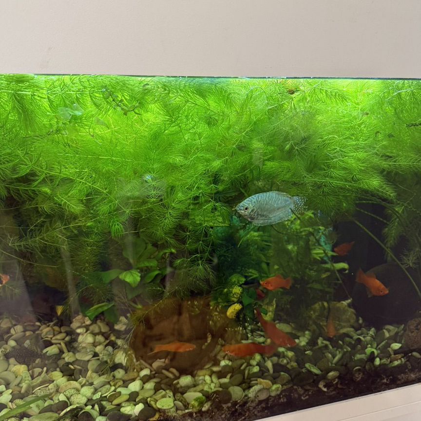 Роголистник