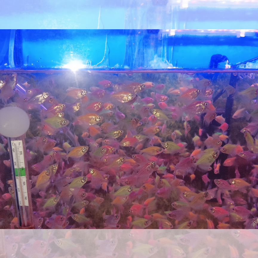 Рыбки тернеция