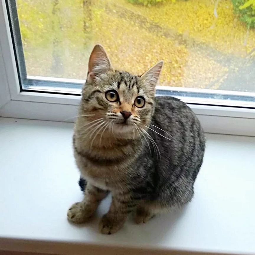 В добрые руки