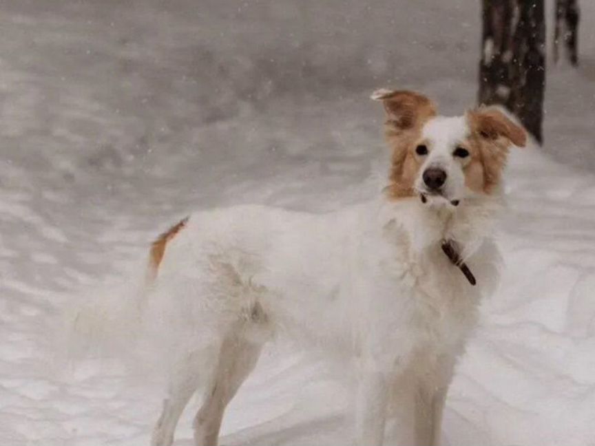 Собака в добрые руки отдам бесплатно