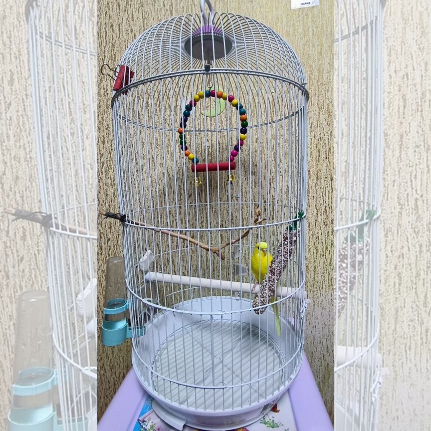 Волнистый попугай с клеткой