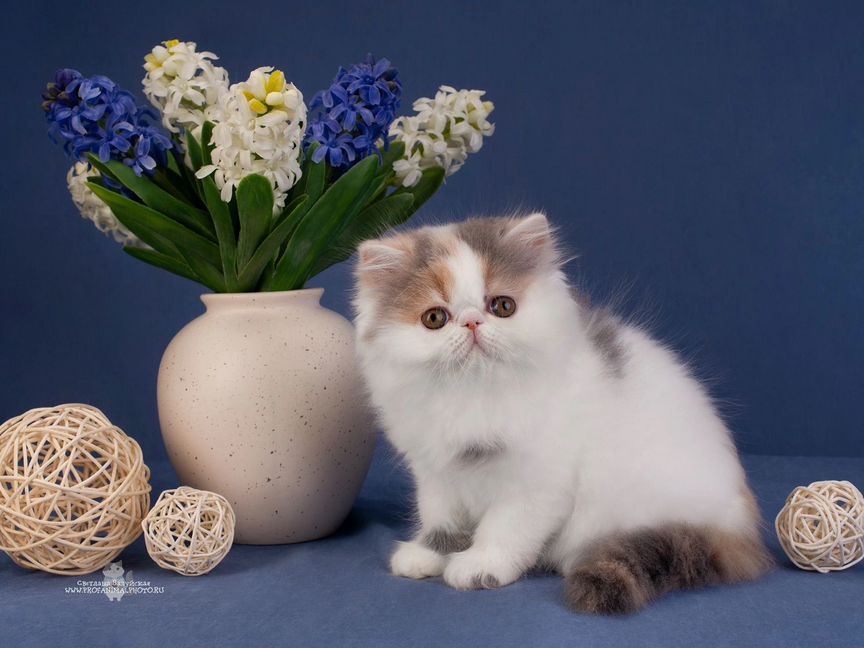 Персидский котенок