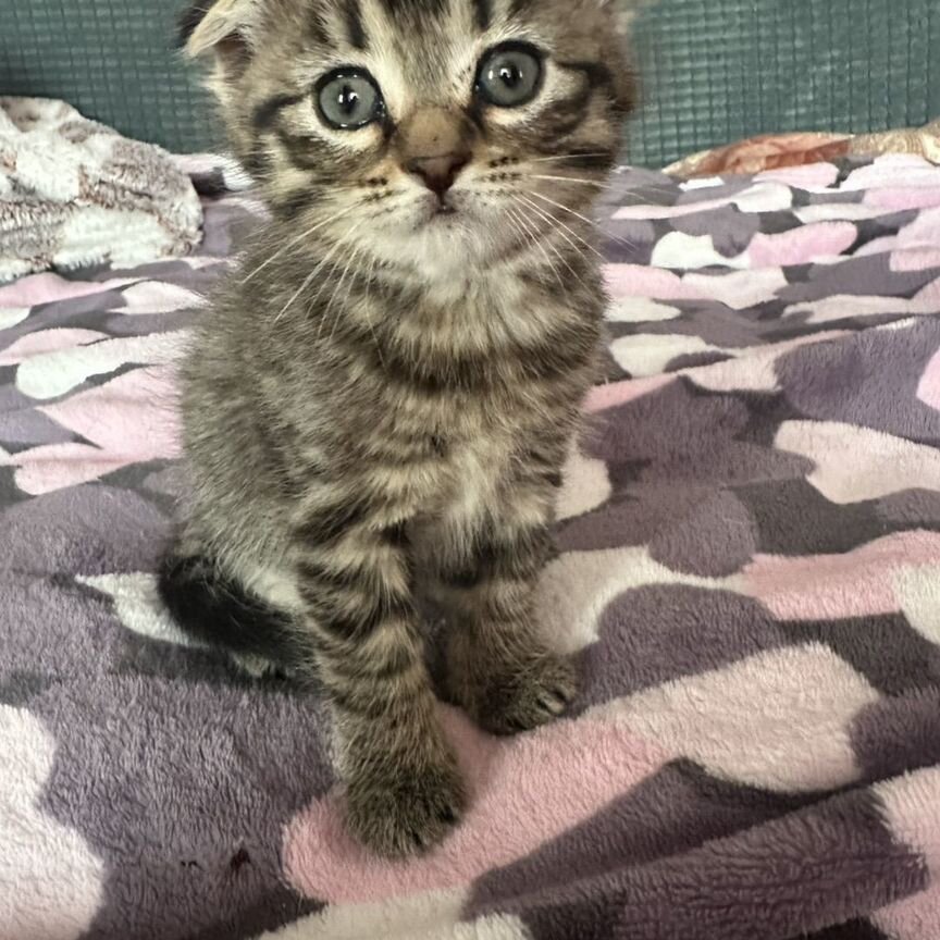 Шотландская