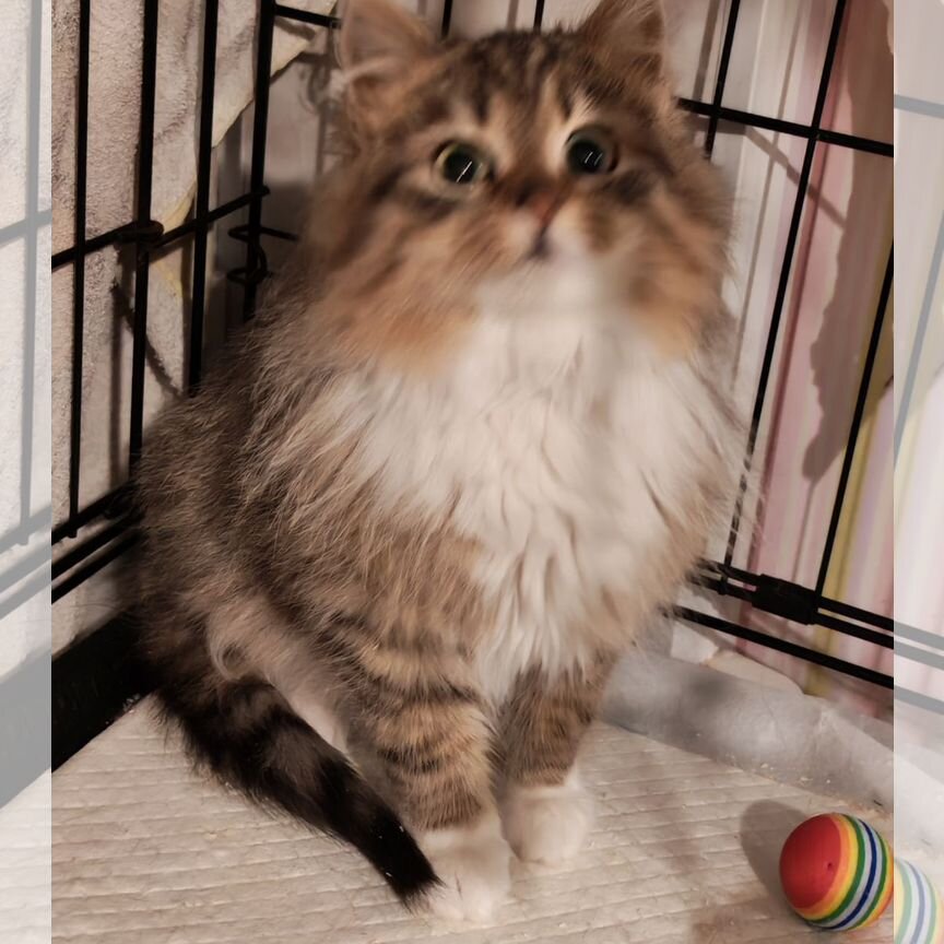 Котёнок от частного владельца