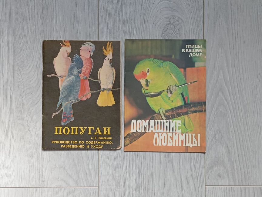 Попугаи. птицы в вашем доме