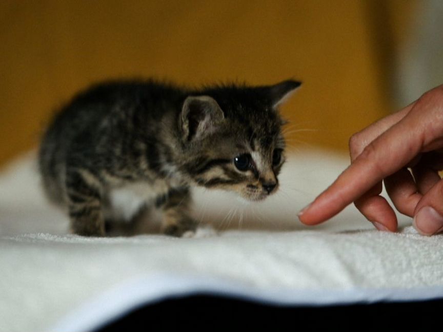 Очень ласковый котенок 1,5 мес девочка
