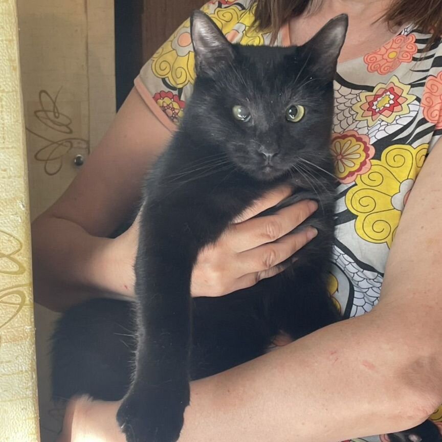 Котенок косоглазый
