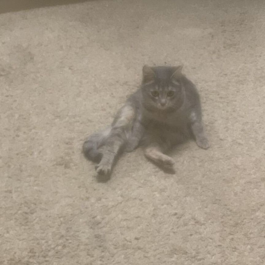 Кошка смесь веслоухоя