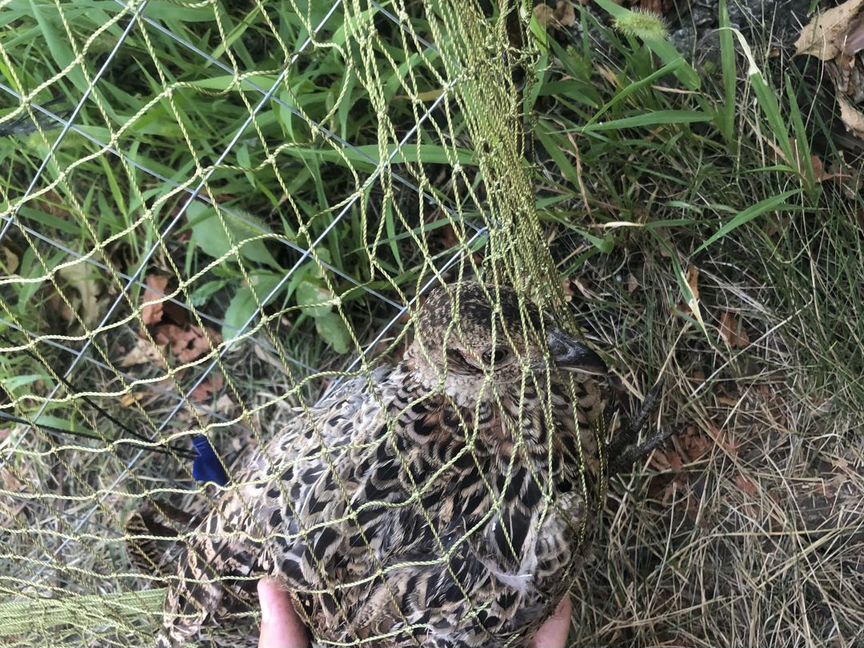 Фазан живой