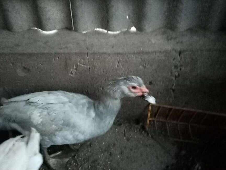 Мускусные утки