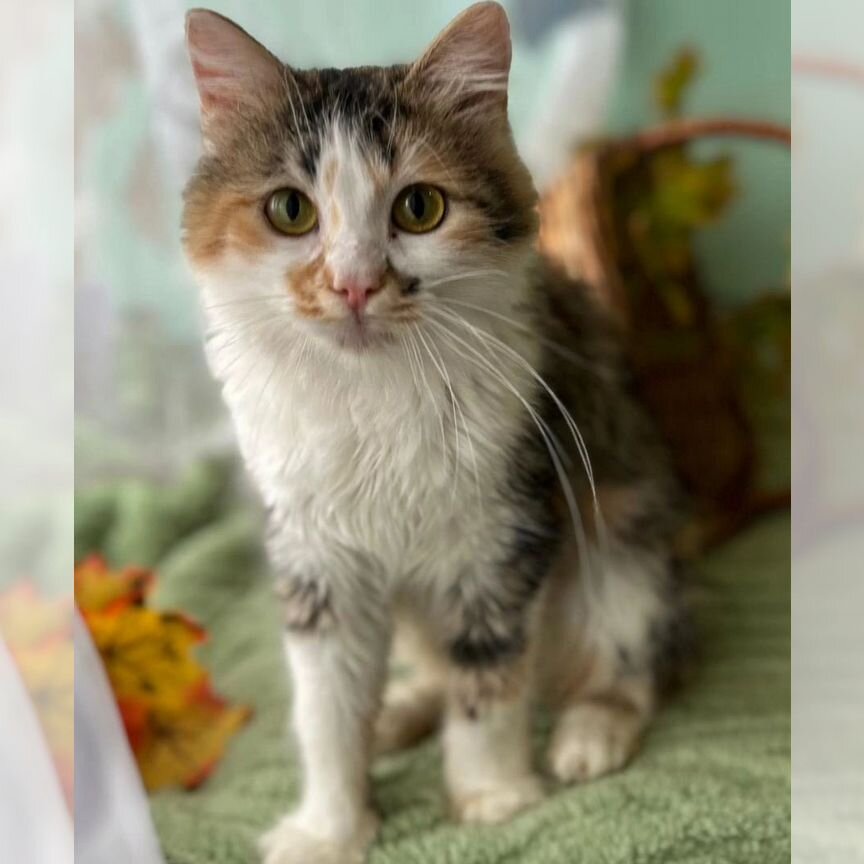 Пушистая трехцветная Ласковая кошка Маруся