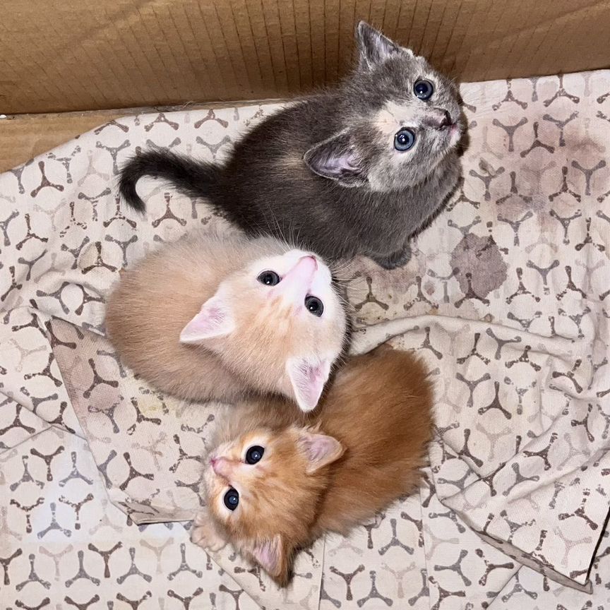 Котята