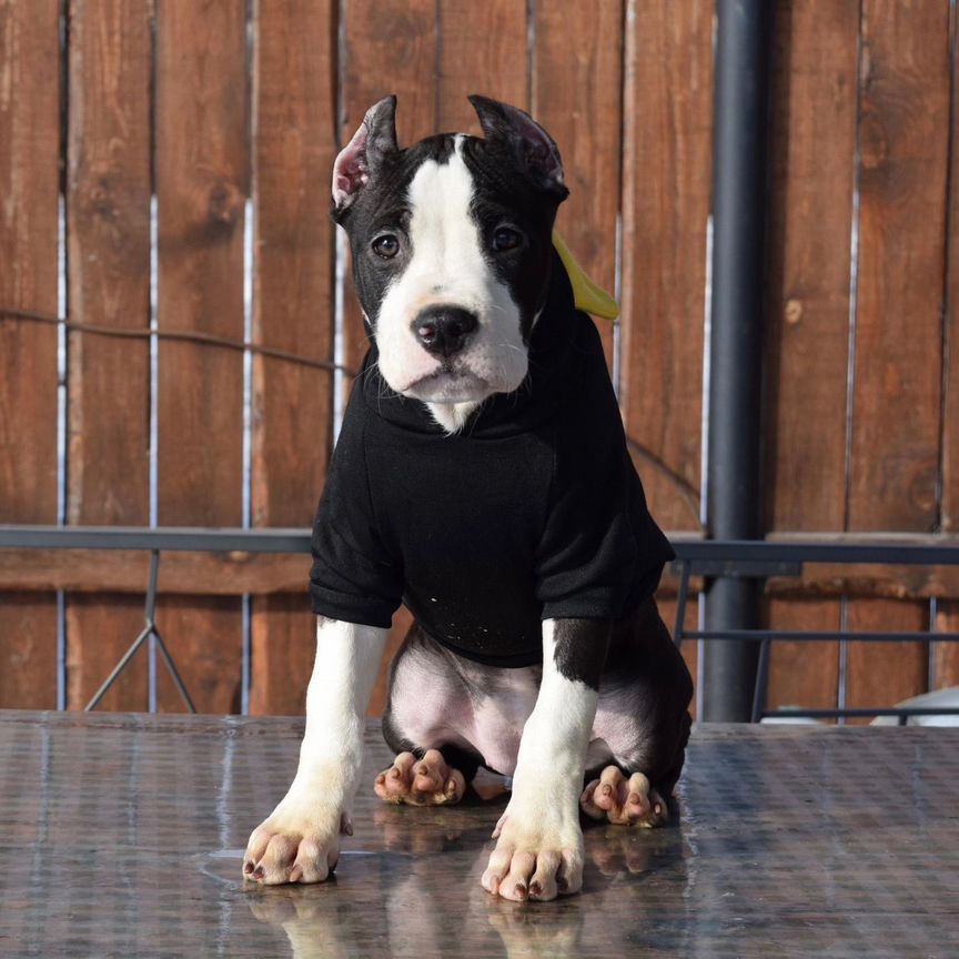 Стаффордширский терьер