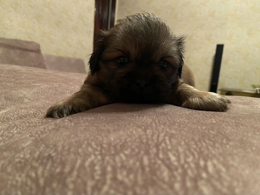 Пекинес мальчик