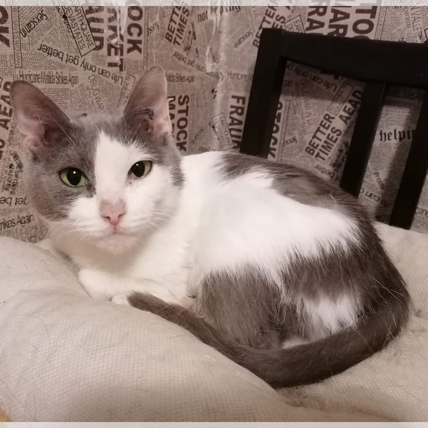 Обычная кошка