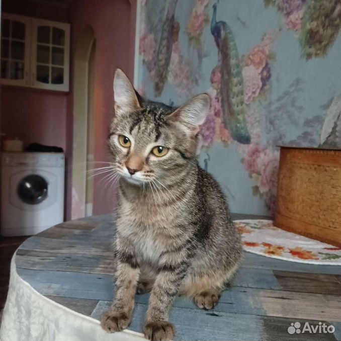 Котенок, Майя 4 месяца, ищет любящего хозяина