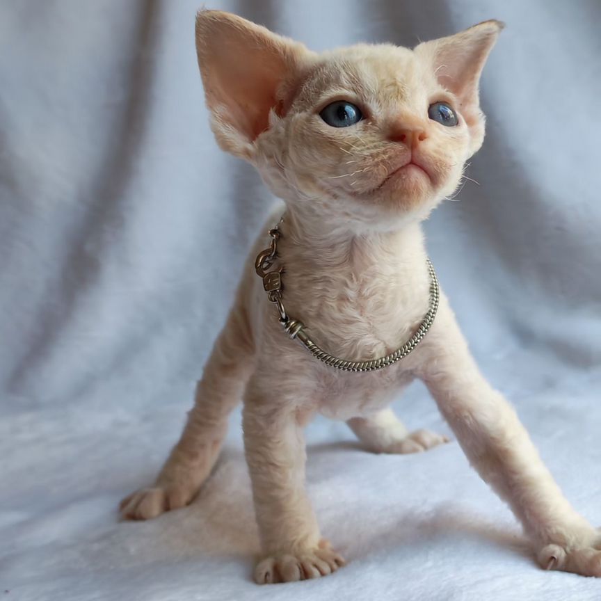 Девон-рекс котёнок