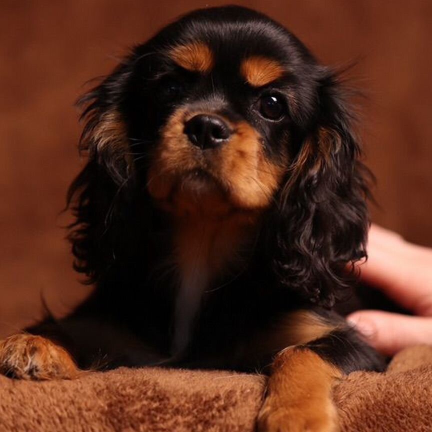 Кавалер кинг-чарльз-спаниель, щенок