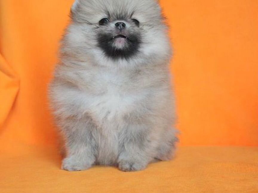 Померанский шпиц мини шенки