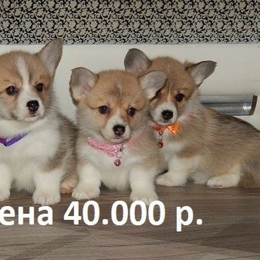 Королевские корги, шенки