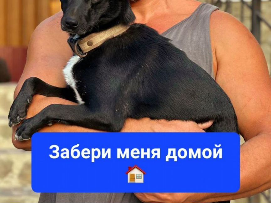 Ищем добрые руки для прекрасной собаки (девочка)