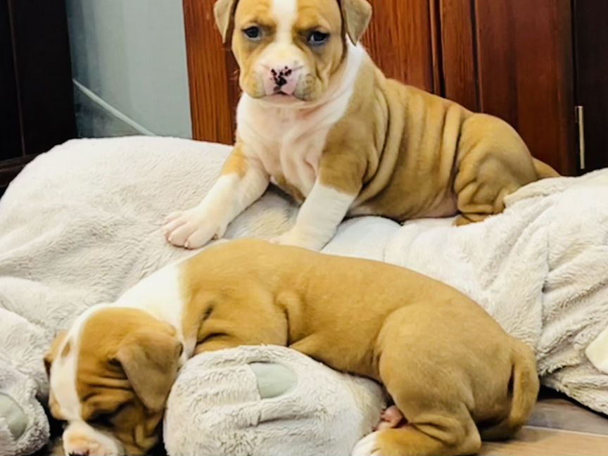 Стаффордширский терьер