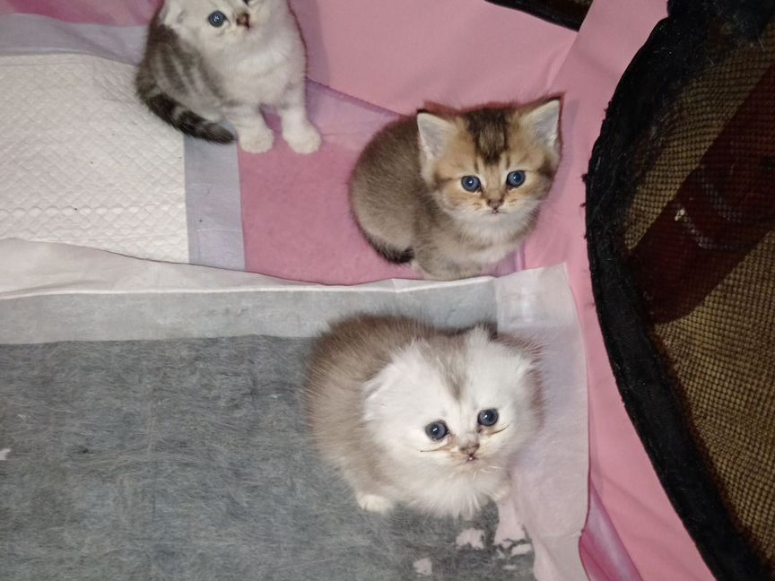 От 10 тысяч котята
