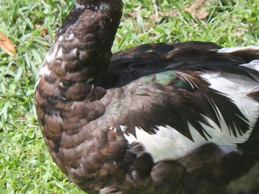 Индоутка мускусная утка