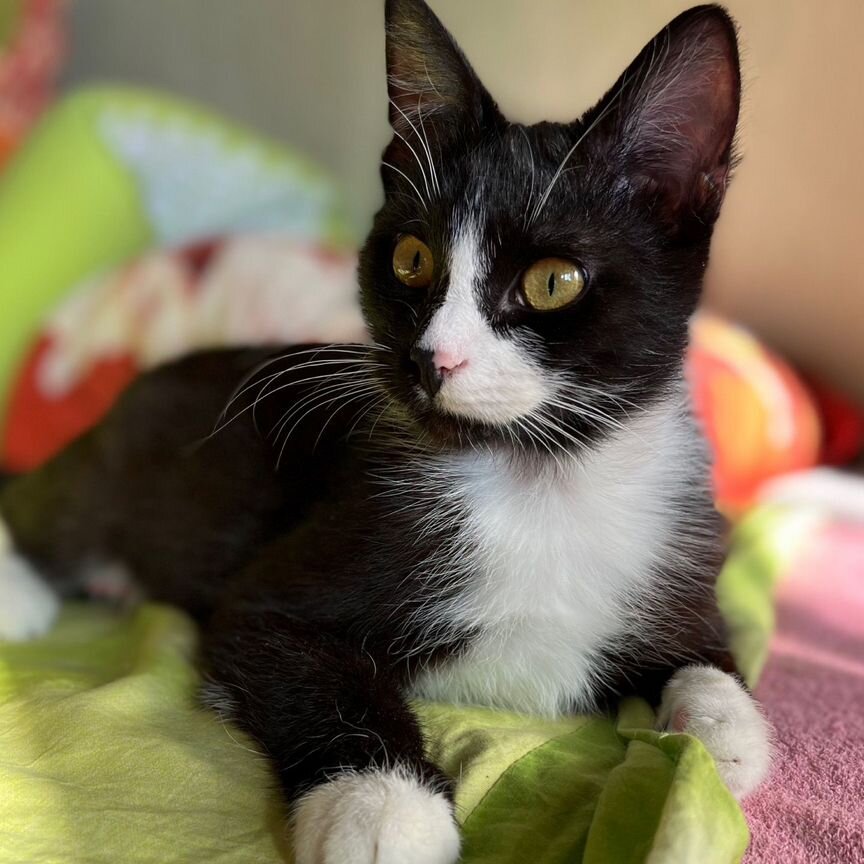 Марик мурчун и игрун в поиске мам/пап